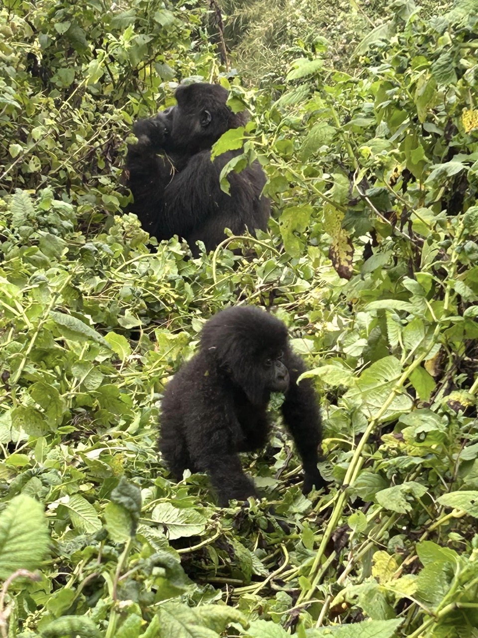 Community Conservation and Cultural Integration in Rwanda: Launching OneNature's Wild Happiness ...